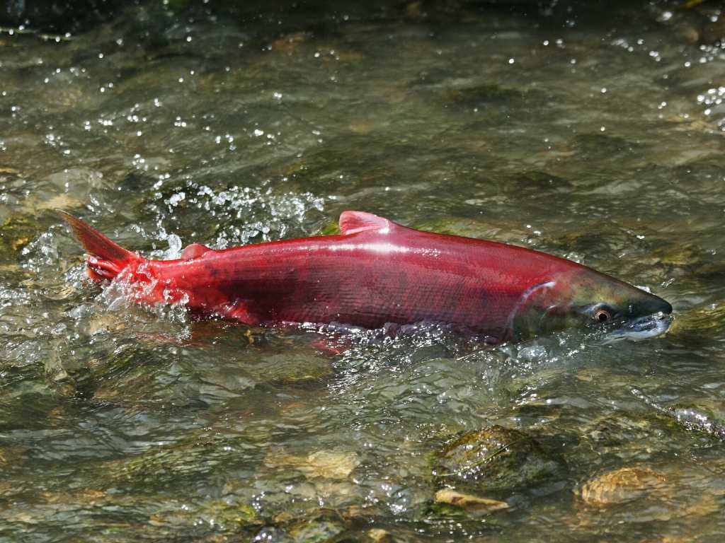 Gezond & Slank met Keto Recepten - Wilde zalm of gekweekte zalm